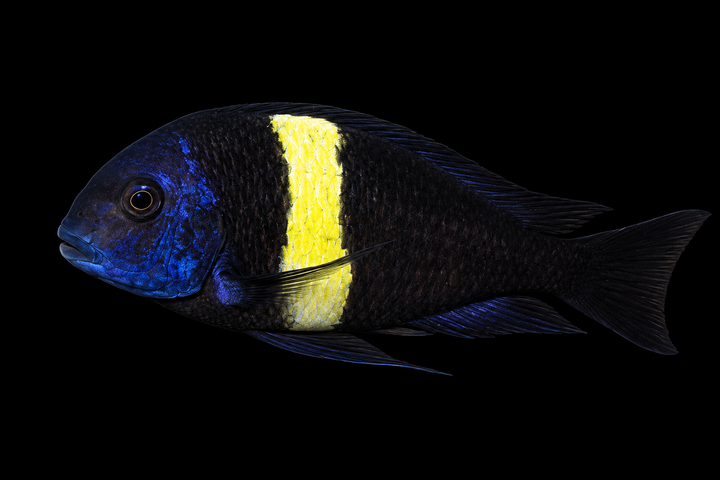 Products – Page 4 – RAFES Cichlids