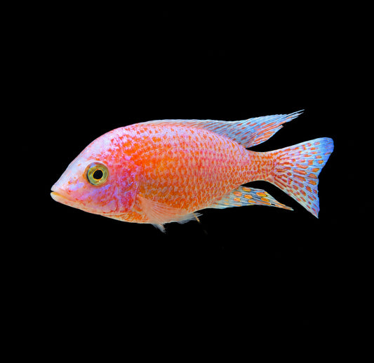 Products – Page 3 – RAFES Cichlids